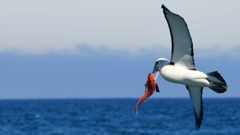 Akaroa: Scenic Coastline Wildlife Cruise - Authentic Encounters: What We Learned from Reviews