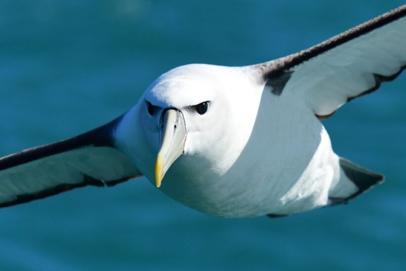 Akaroa: Scenic Coastline Wildlife Cruise - Final Thoughts: Who Will Love This Tour?