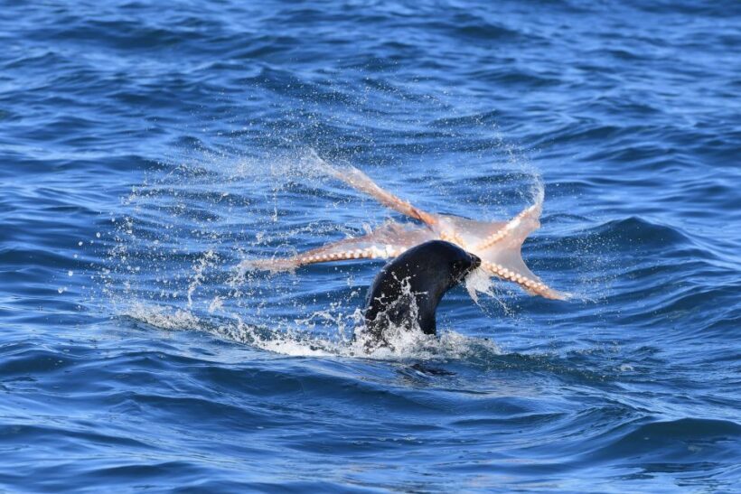 Akaroa: Scenic Coastline Wildlife Cruise - Frequently Asked Questions