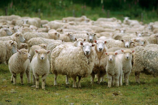Akaroa Shore Excursion: Akaroa Harbour and Sheep Farm Local Tour - FAQ