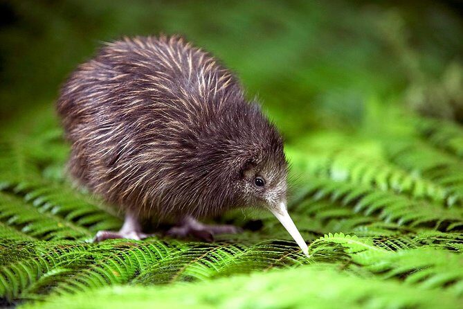 Akaroa Shore Excursion: Banks Peninsula, Christchurch City Tour and Willowbank Wildlife Reserve - What to Expect from This Tour: An Honest Breakdown