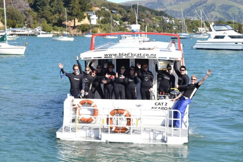 Akaroa: Swimming with Wild Dolphins Experience - Key Points