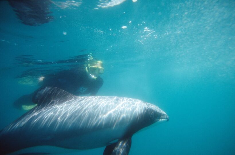 Akaroa: Swimming with Wild Dolphins Experience - The Sum Up