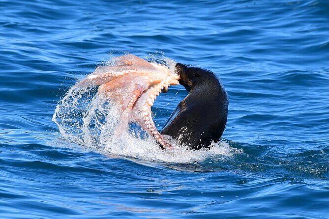 Akaroa Wildlife Cruise - Frequently Asked Questions