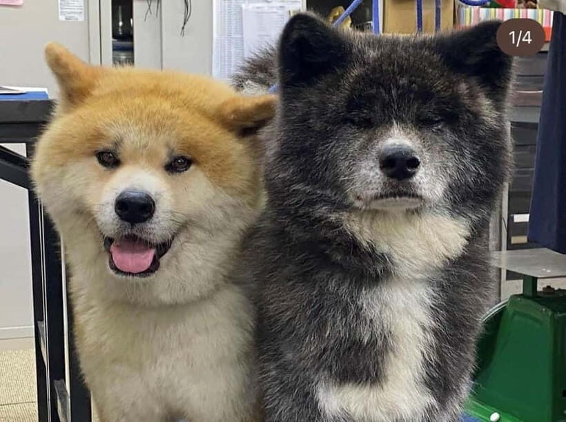 Akita: AKITA DOG DAY! A day tour by public transport - Key Points