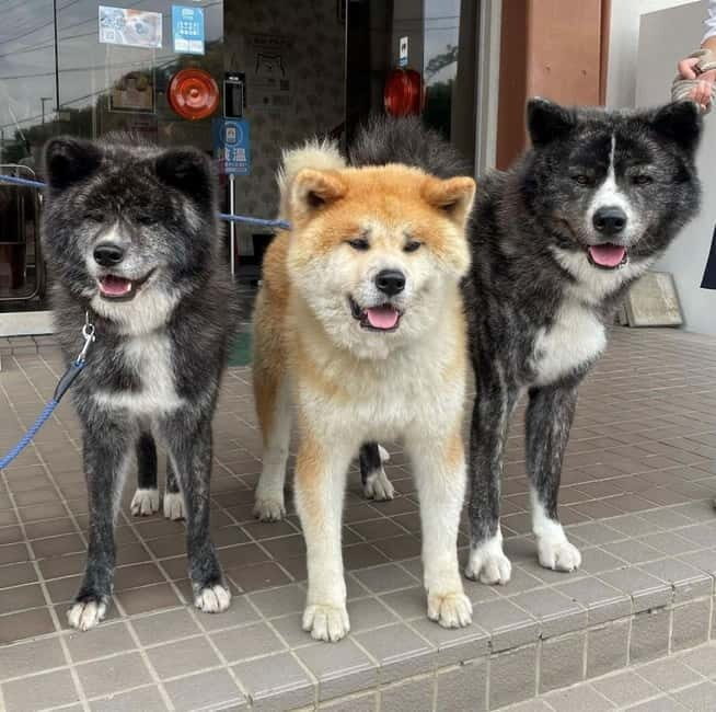 Akita: AKITA DOG DAY! A day tour by public transport - The Akita Dog Show: a lively spectacle