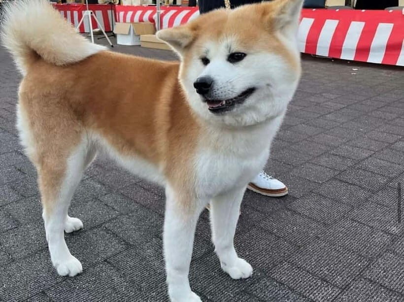 Akita: AKITA DOG DAY! A day tour by public transport - Transportation and logistics