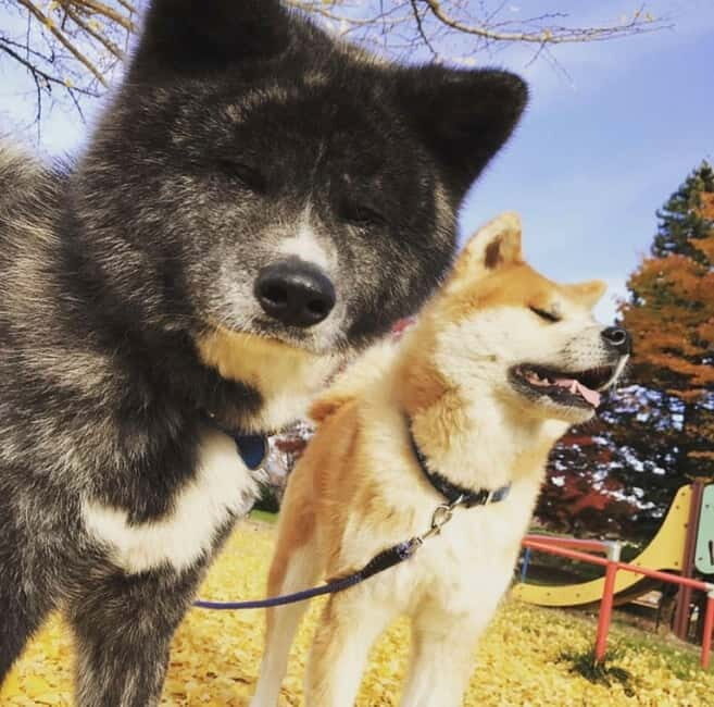 Akita: AKITA DOG DAY! A day tour by public transport - What people love—and what to consider