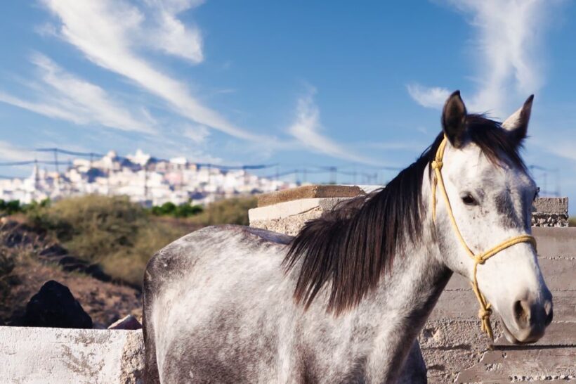 Akrotiri: Guided Horseback Riding Day Trip to a Beach - Additional Details and Practical Advice