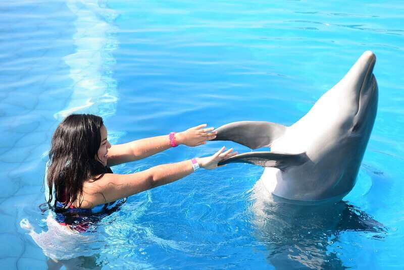 Akumal: Dolphin Encounter - The Experience in Detail