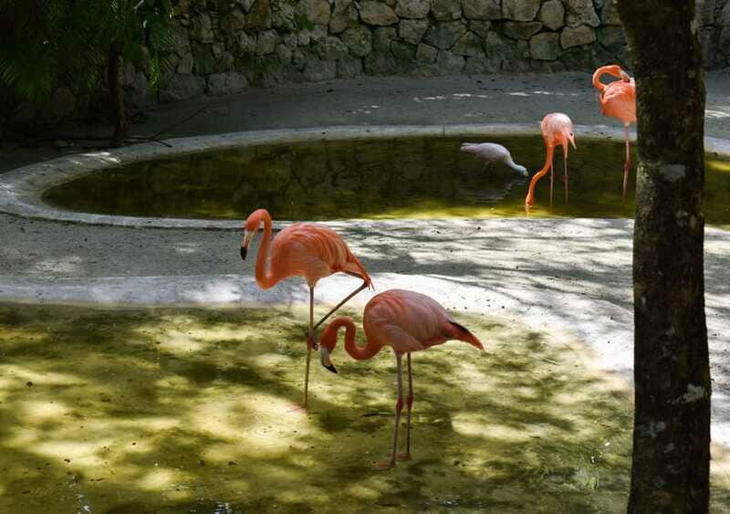 Akumal: Monkey Sanctuary, ATV, Cenote, & Yalku Snorkel Tour - Final Thoughts: Is This Tour Right for You?
