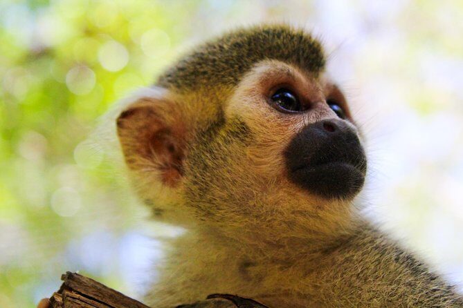 Akumal Monkey Sanctuary - An In-Depth Look at the Akumal Monkey Sanctuary Experience
