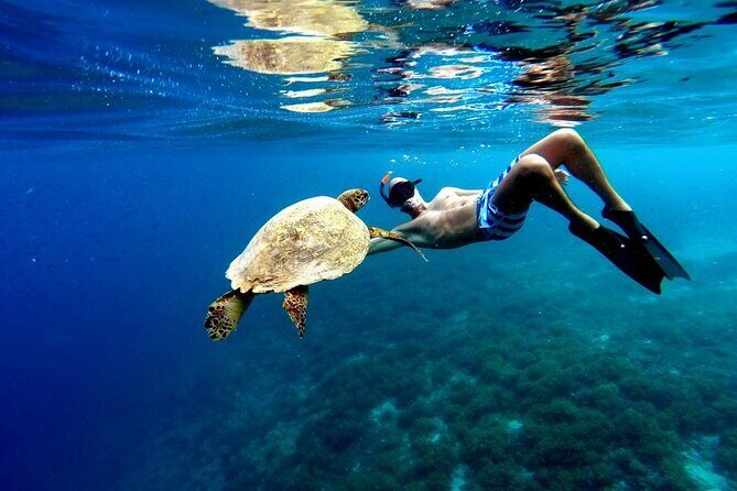 Akumal paradise tour Swimming with Turtles & ancient Tulum Ruins. Lunch included - The Itinerary in Detail