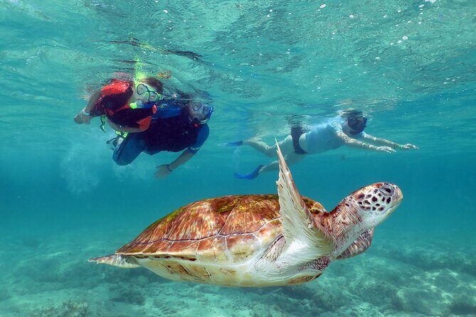 Akumal paradise tour Swimming with Turtles & ancient Tulum Ruins. Lunch included - Final Thoughts