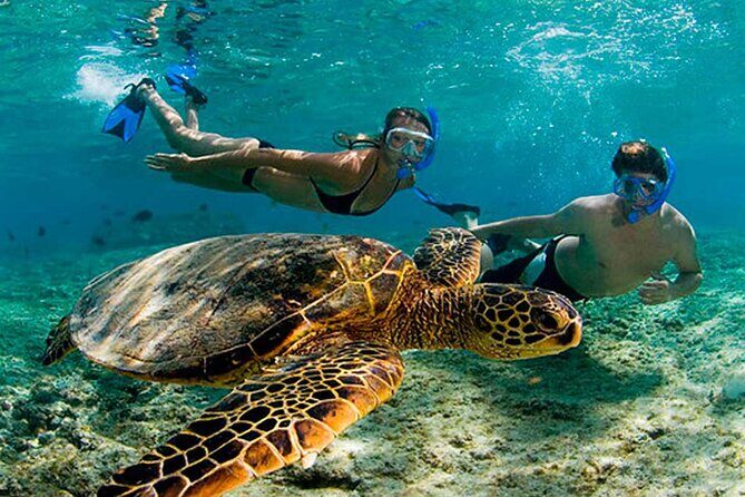 Akumal Reef Snorkel and Turtle Sanctuary From Riviera Maya - Key Points