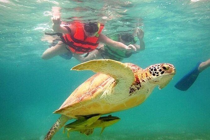 Akumal Reef Snorkel and Turtle Sanctuary From Riviera Maya - Introduction