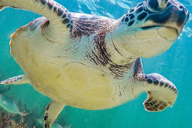 Akumal Reef Snorkel and Turtle Sanctuary From Riviera Maya - Authentic Experiences and Traveler Perspectives