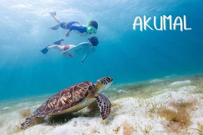 Akumal Reef Snorkel and Turtle Sanctuary From Riviera Maya - Why This Tour Might Be Perfect for You