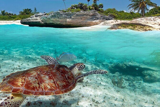 Akumal Reef Snorkel and Turtle Sanctuary From Riviera Maya - The Sum Up: Who Should Book This Tour?