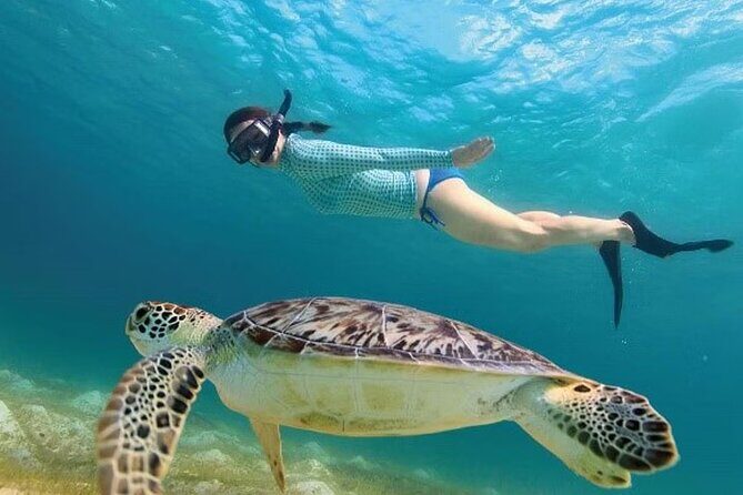 Akumal Reef Snorkel and Turtle Sanctuary From Riviera Maya - FAQ