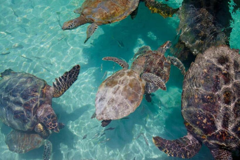 Akumal: Snorkeling Adventure with Turtles and Marine Life - What’s Included and What to Expect