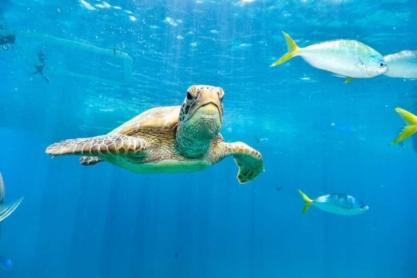 Akumal: Snorkeling Adventure with Turtles and Marine Life - Relaxing on the Beach