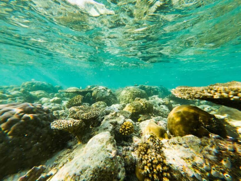 Akumal: Snorkeling Adventure with Turtles and Marine Life - The Sum Up