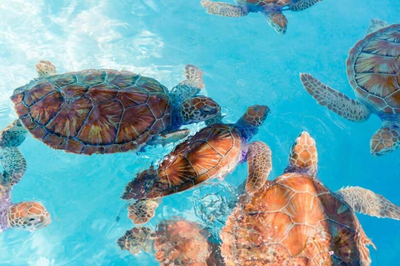 Akumal: Snorkeling with Marine Life and an Expert Tour Guide - Key Points