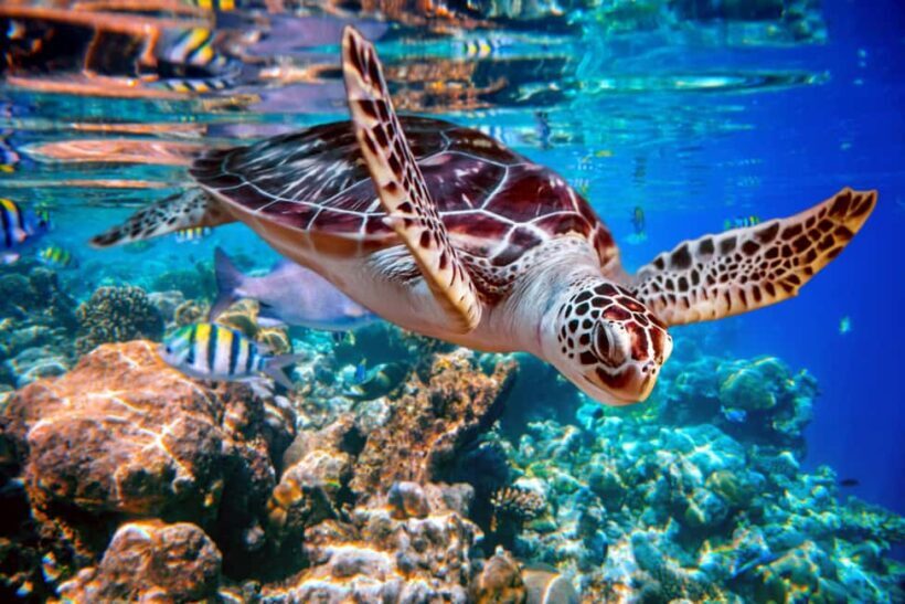 Akumal: Snorkeling with Marine Life and an Expert Tour Guide - What to Expect in the Water