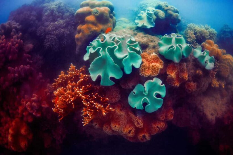 Akumal: Snorkeling with Marine Life and an Expert Tour Guide - The Value of the Tour