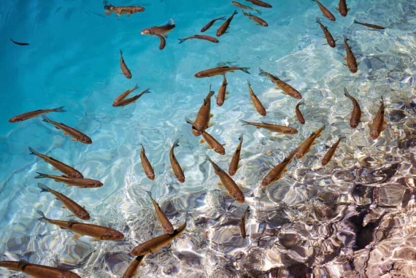 Akumal: Snorkeling with Marine Life and an Expert Tour Guide - Authentic Encounters, Not Just Sightseeing