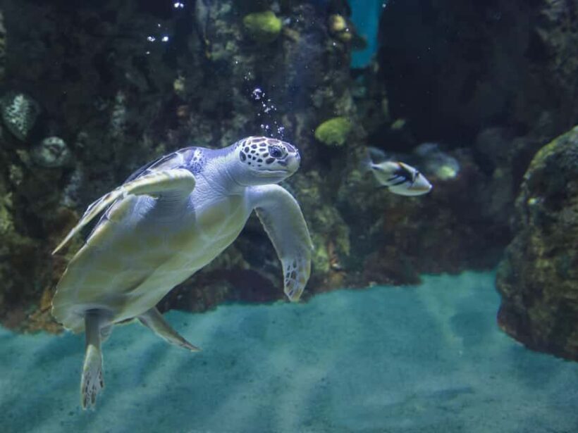Akumal: Snorkeling with Marine Life and an Expert Tour Guide - Who Is This Tour Best For?