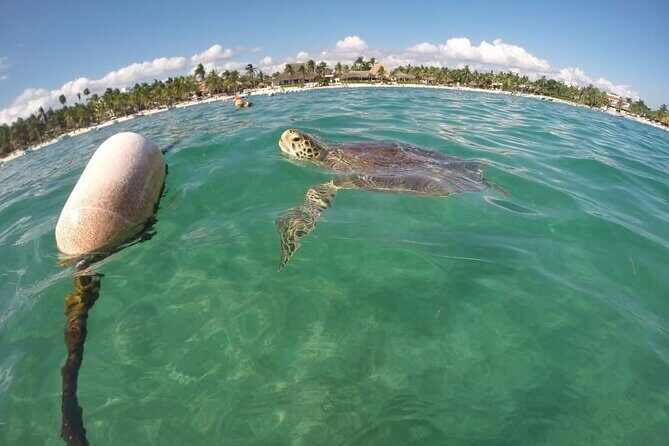 Akumal turtles sanctuary and go pro photos - Who Is This Tour For?