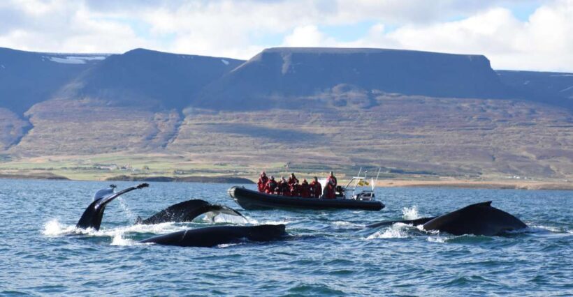Akureyri: 2-Hour Whale Watching Express by RIB Speedboat - Key Points
