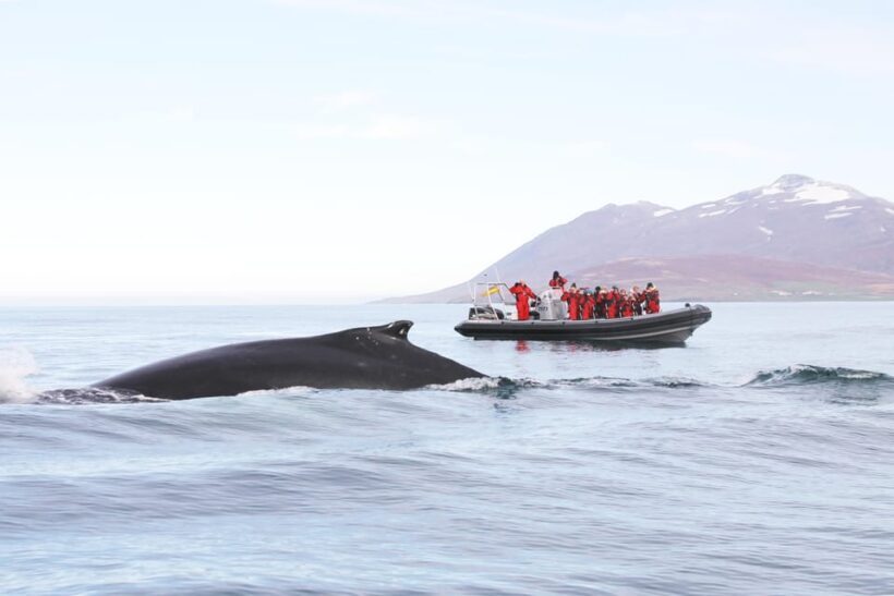 Akureyri: 2-Hour Whale Watching Express by RIB Speedboat - Starting Point and Duration