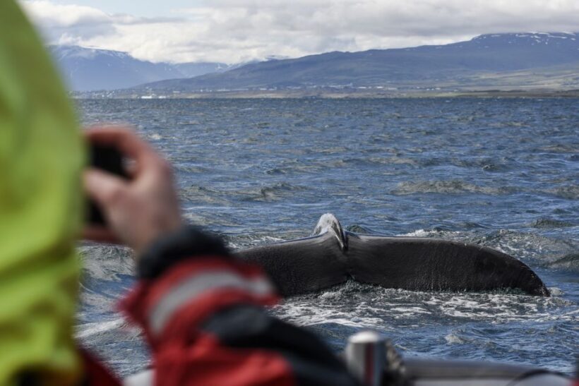 Akureyri: 2-Hour Whale Watching Express by RIB Speedboat - Wildlife and Scenery