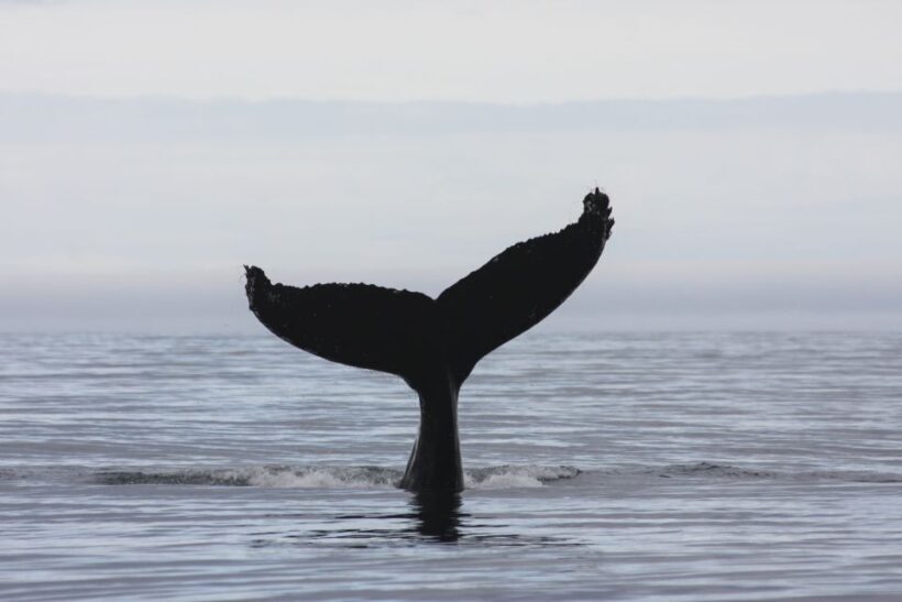 Akureyri: 2-Hour Whale Watching Express by RIB Speedboat - The Guides and Their Knowledge