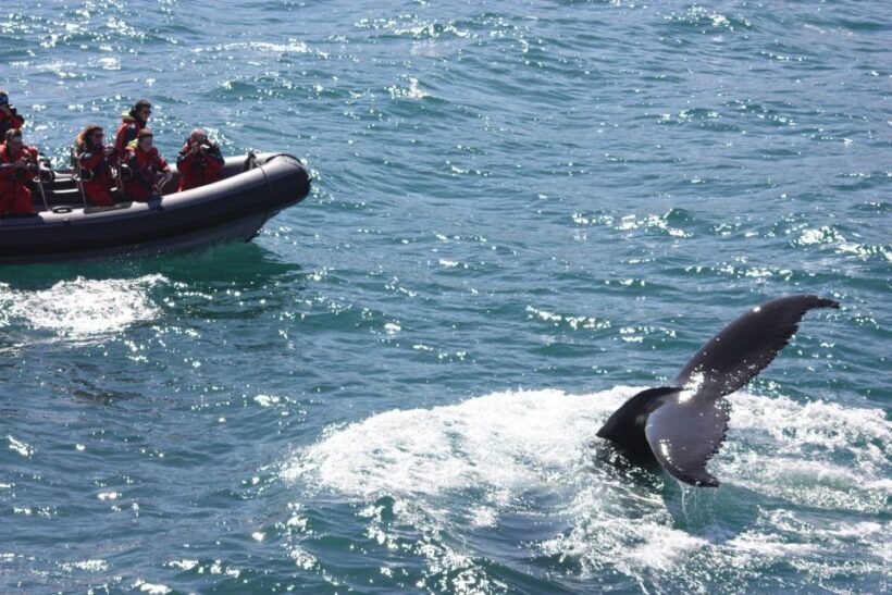 Akureyri: 2-Hour Whale Watching Express by RIB Speedboat - Price and Value