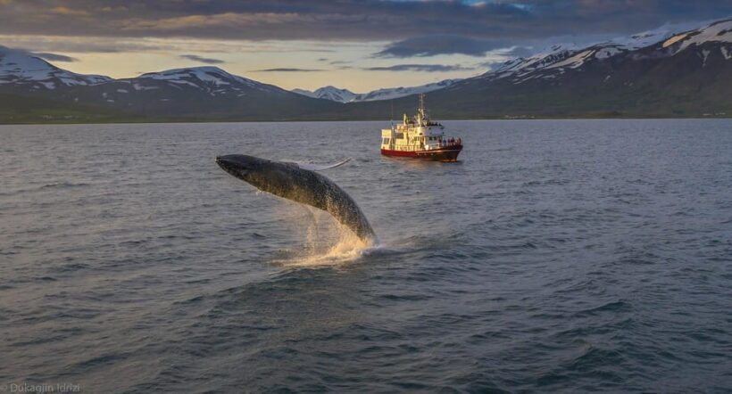 Akureyri: 3-Hour Classic Whale Watching Tour by Ship - The Itinerary: What to Expect During Your Whale Watching Adventure