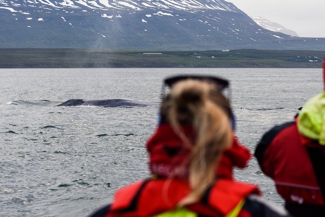 Akureyri Express Whale Watching by RIB Boat - Key Points