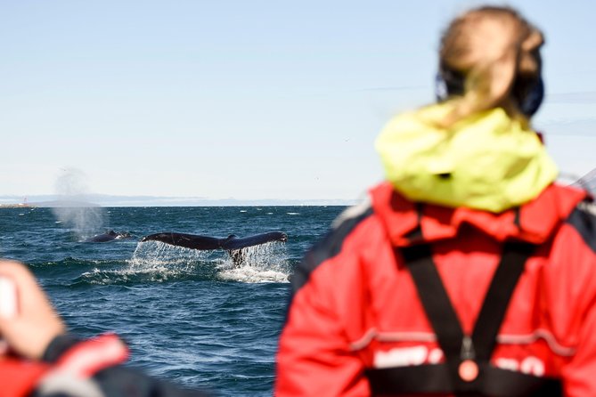 Akureyri Express Whale Watching by RIB Boat - Wildlife Encounters on the Tour
