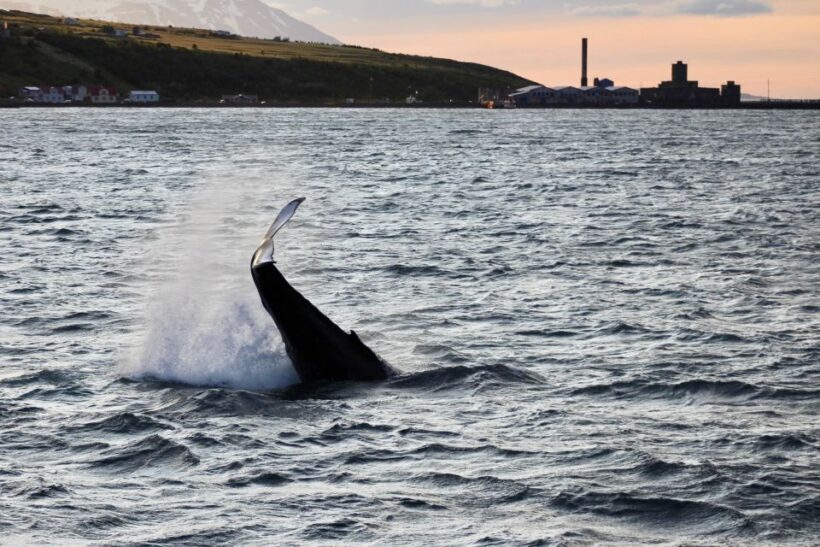 Akureyri: Whale Watching in the Midnight Sun - Practical Details