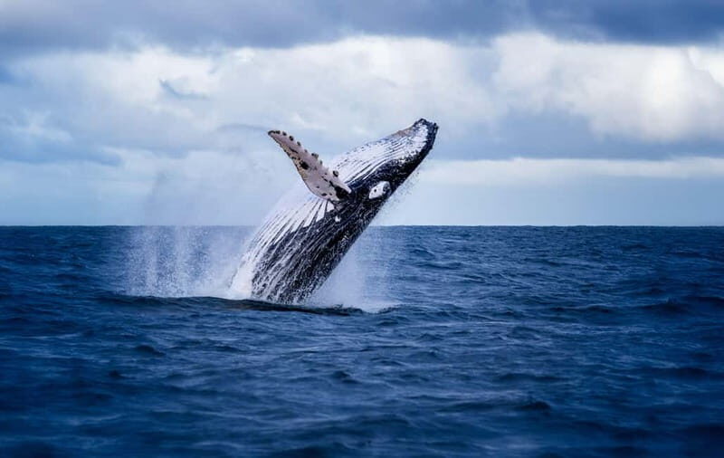 Akureyri: Whale Watching Shore Excursions - Setting the Scene: What to Expect on Your Whale Watching Trip