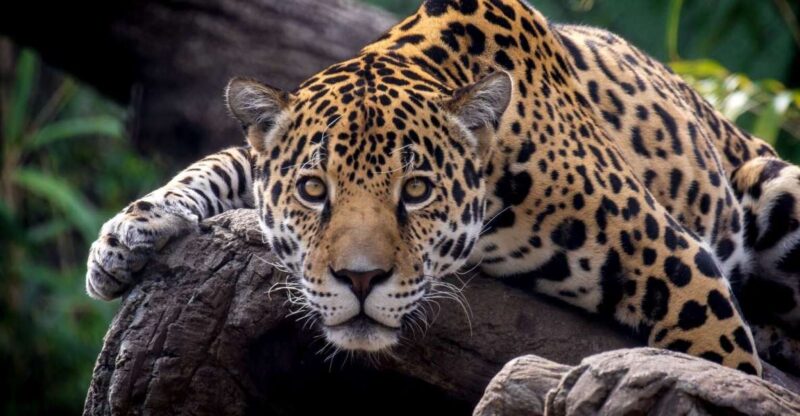 Alabama: Birmingham Area Family Fun Multi-Attraction Pass - What Is Included in the Birmingham Family Fun Pass?