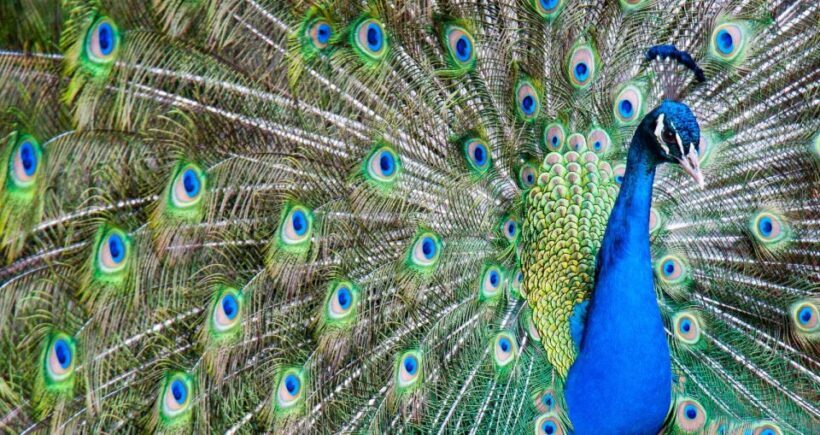 Alabama: Gulf Shores/Orange Beach Area Multi-Attraction Pass - Key Points