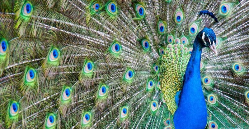 Alabama: Gulf Shores/Orange Beach Area Multi-Attraction Pass - Who Should Consider This Pass?