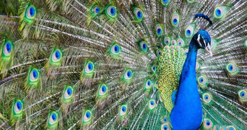 Alabama: Gulf Shores/Orange Beach Area Multi-Attraction Pass - Final Thoughts