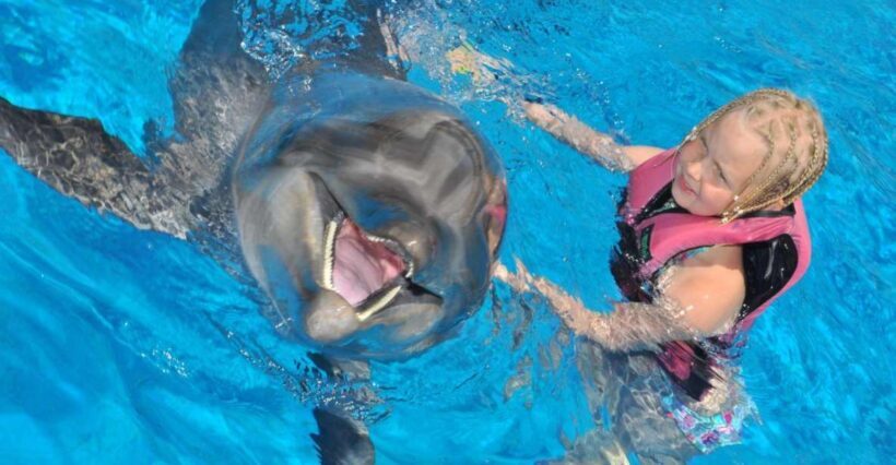 Alanya: Dolphin and Seal Show Ticket with Hotel Transfers - The Show: What It’s All About