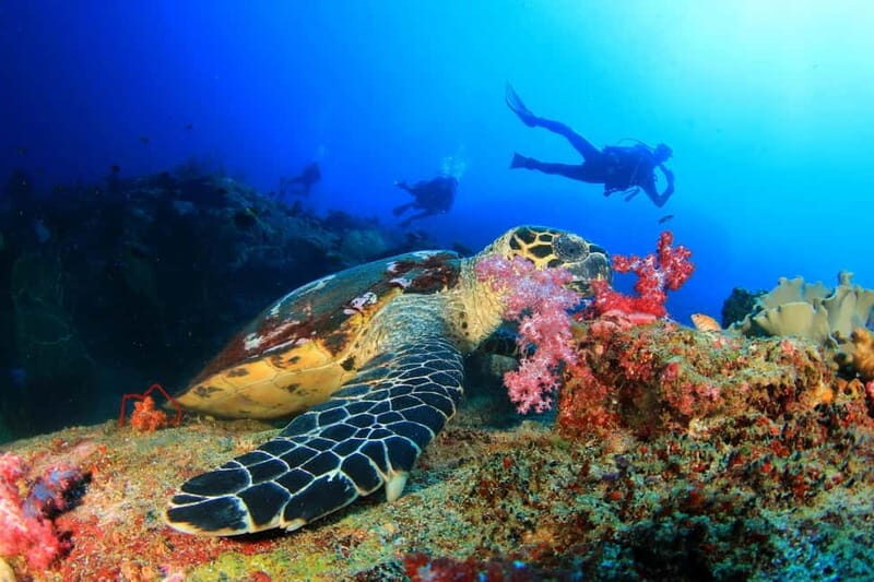 Alanya: Scuba Diving Tour With Lunch - An In-Depth Look at the Tour Experience