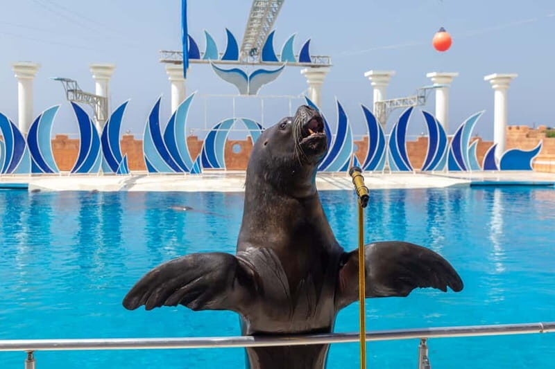 Alanya: Sealanya Dolphinpark Dolphin Show Tour - The Sum Up: Who Will Love This Tour?